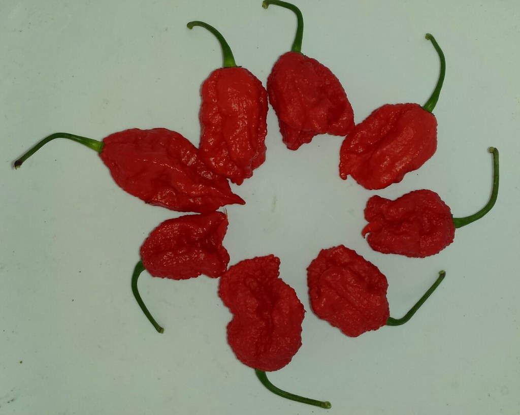 Spiciest chili peppers officially ranked by experts