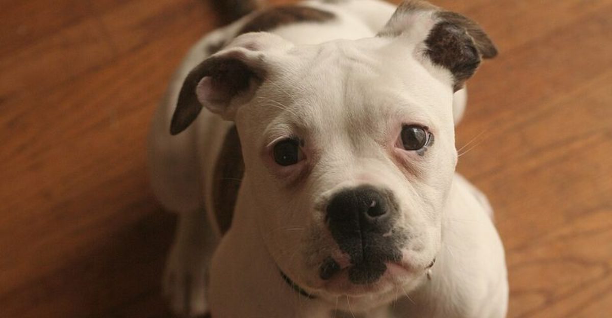 14 dogs that may require extra caution due to biting behavior