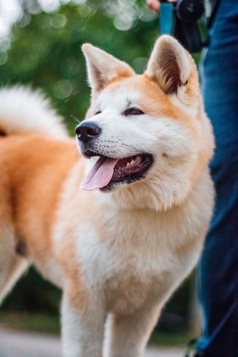 13 dogs that may show sudden aggressive behavior you can't predict