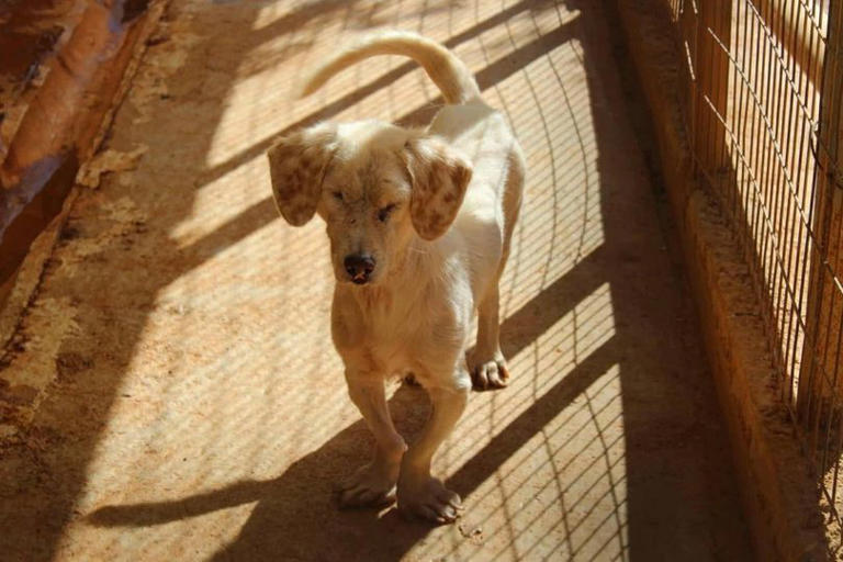 Rescue dog without any eyes can't find a home because he's too ugly