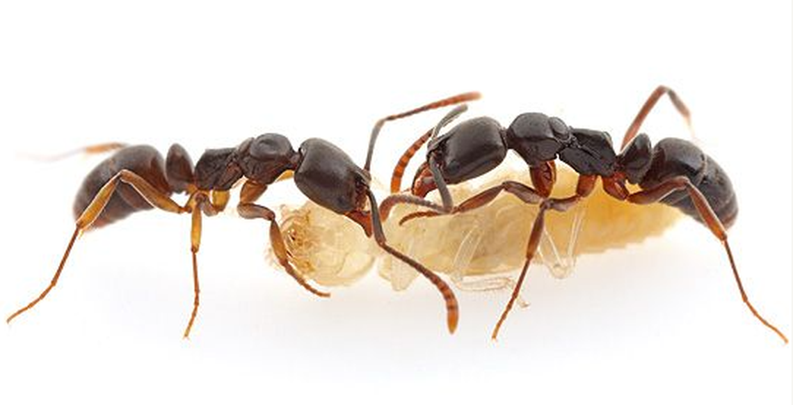 There's a new invasive species in GA and it can send you to the ER ...
