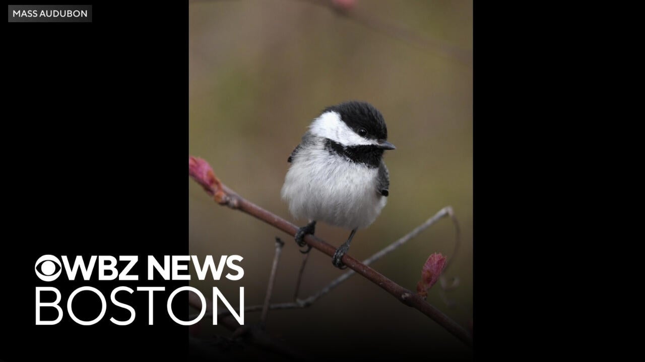 Weekend to-do list: bird watching on bikes in Boston, witchy vendor ...