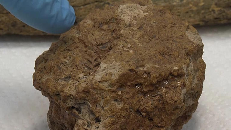 Empreinte de blé vieux de 8 000 ans en Géorgie : nouvelle origine du ...