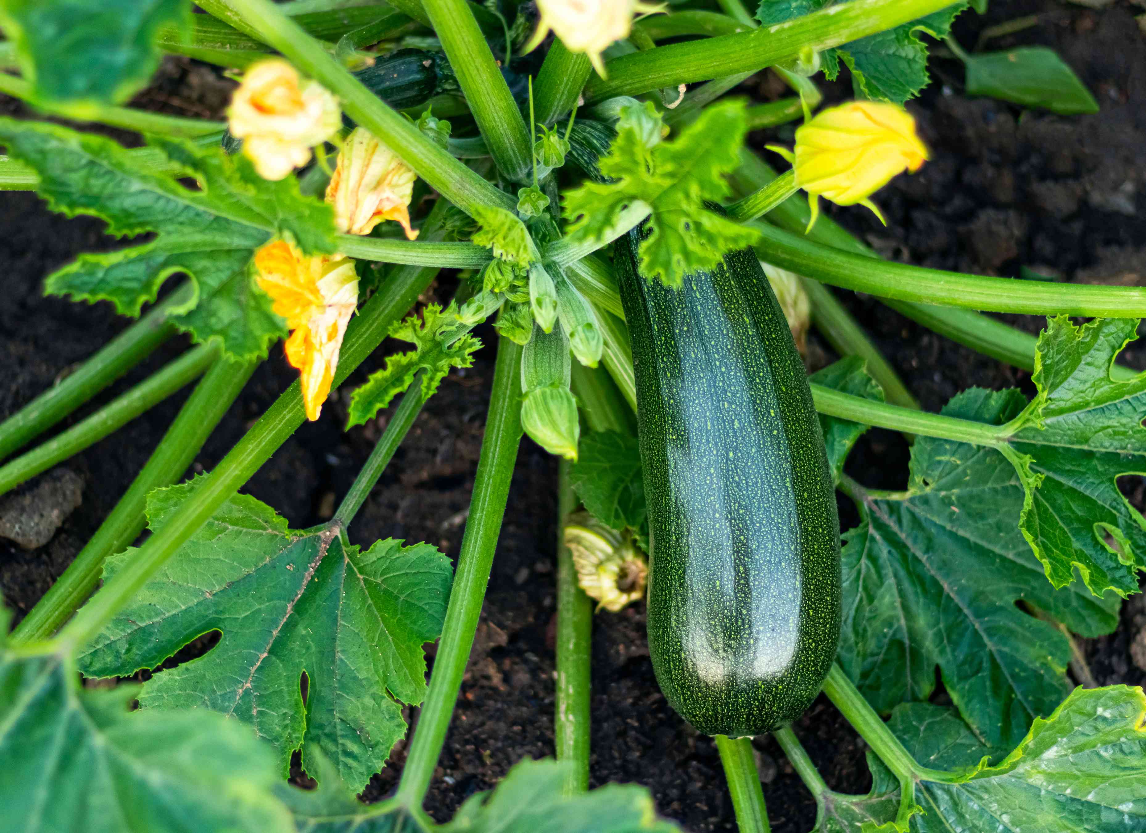 How to grow zucchini in containers for a productive, easy harvest