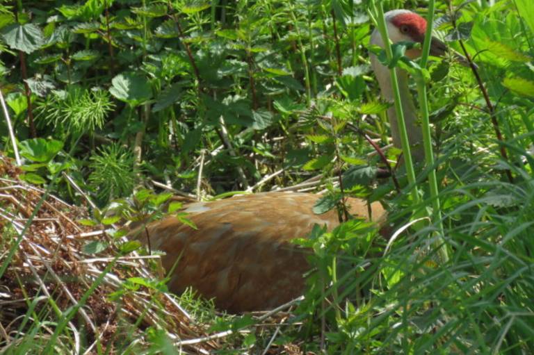 Group tracking sandhill crane numbers in Kachemak Bay area