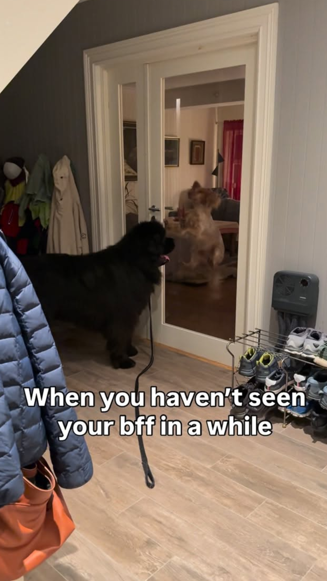 What happens when dogs see their best friend again