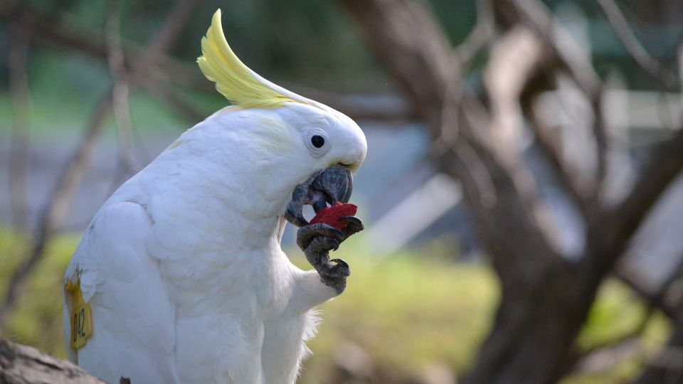 Wild parrots copy their friends when deciding whether to try new foods ...
