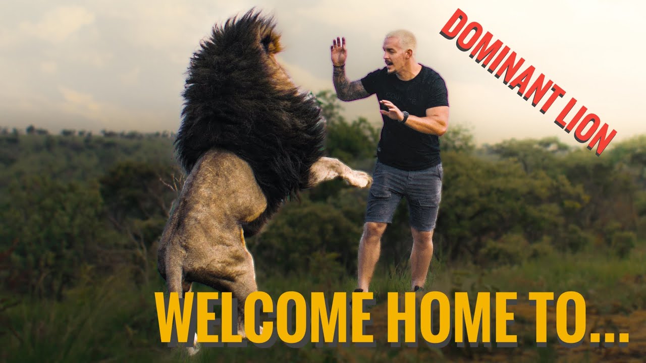 This time, the lions were crazy and Kobe the cheetah faced a snake!