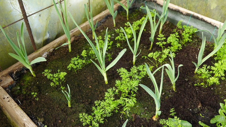 Companion planting mistakes everyone makes & how to avoid them