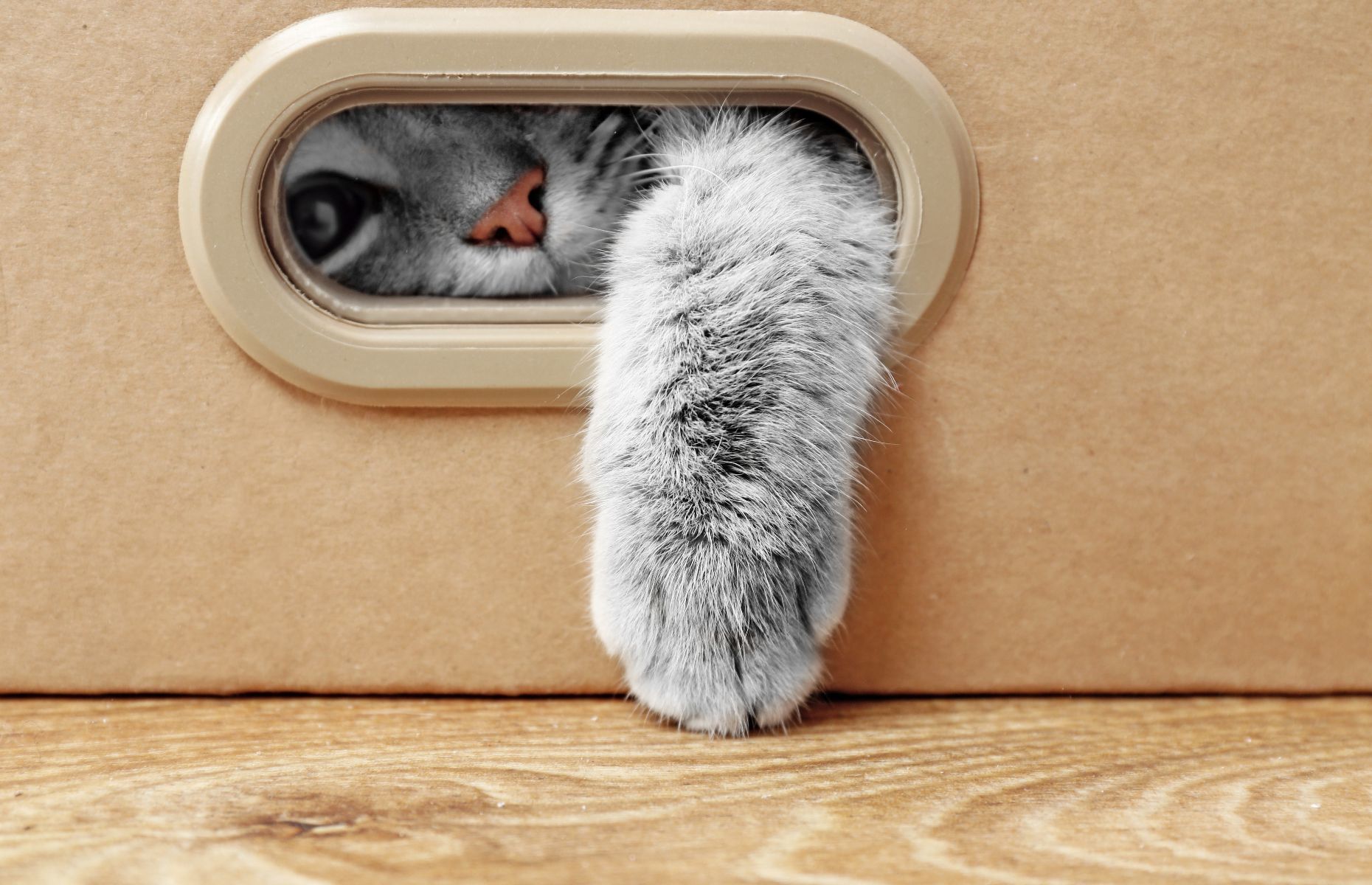 20 adorable cats to melt your heart