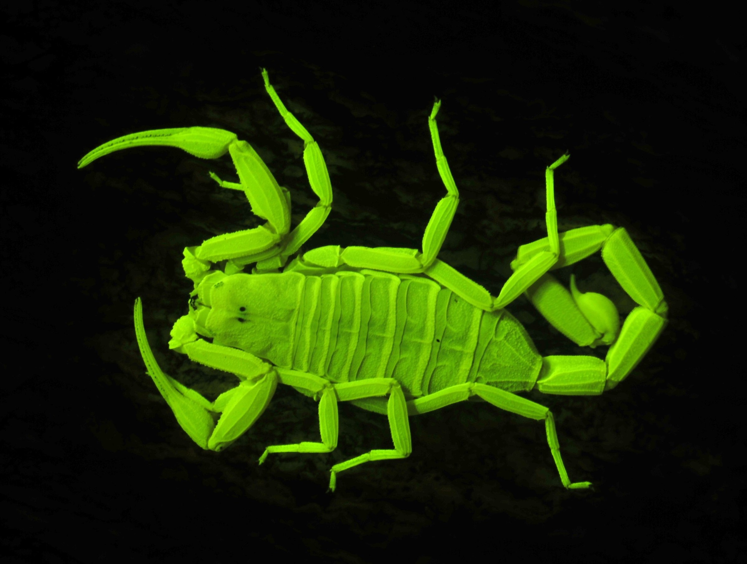 Scorpions just became even more terrifying