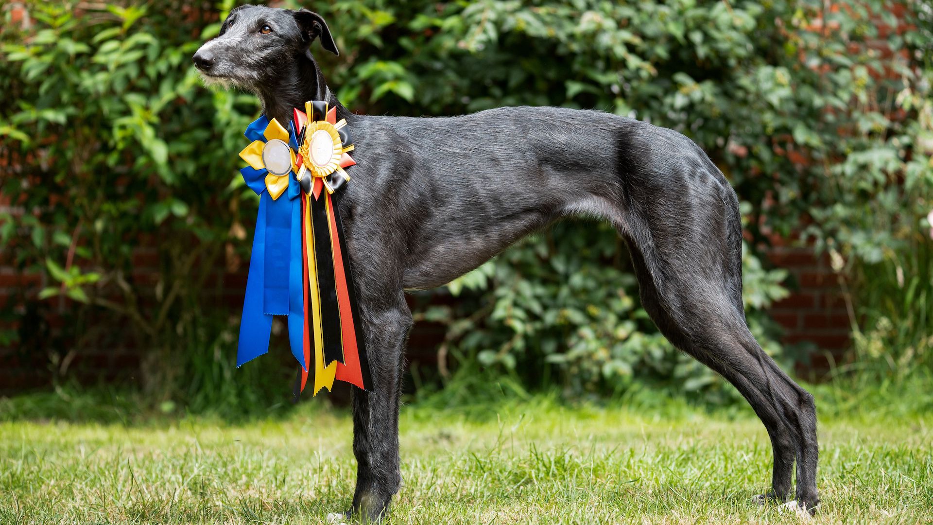 Popular show-breed dogs