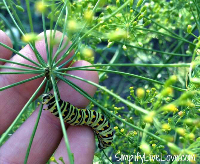 The complete companion planting guide: Best plants to grow together in ...