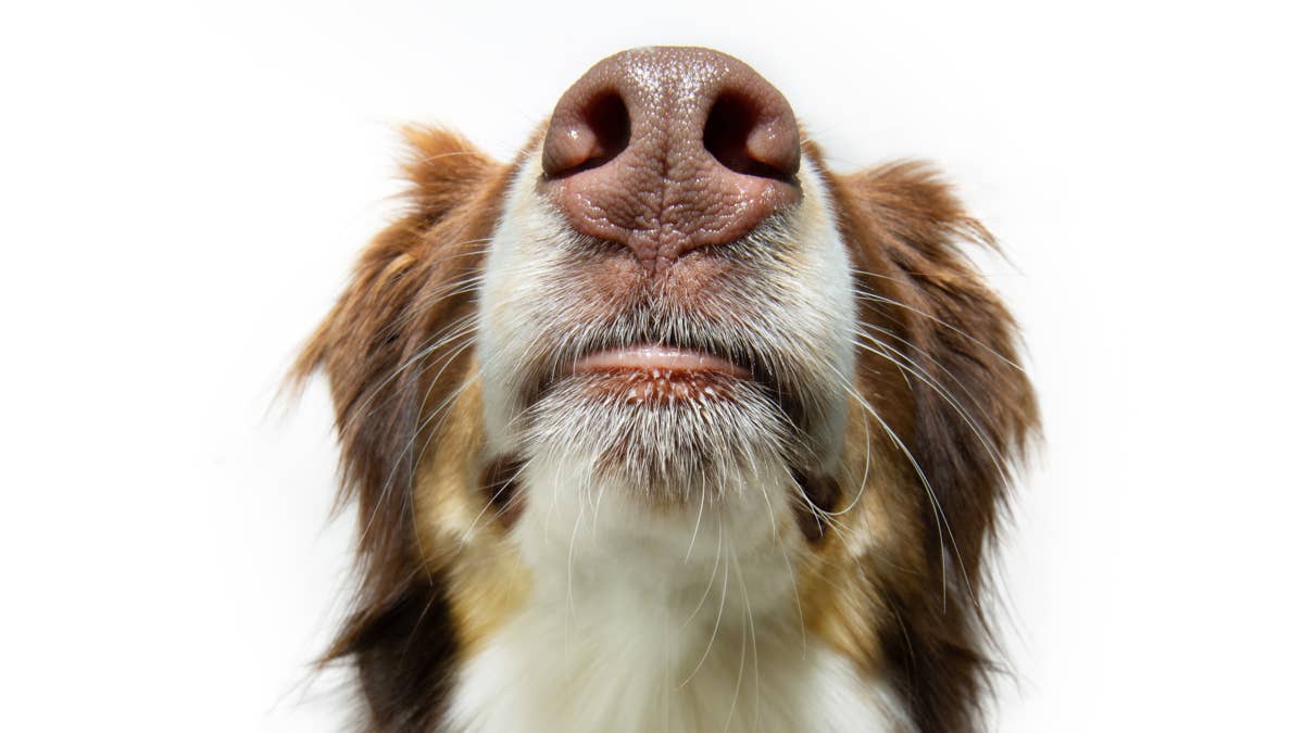 A dog’s sense of smell is so powerful, even Oprah is amazed