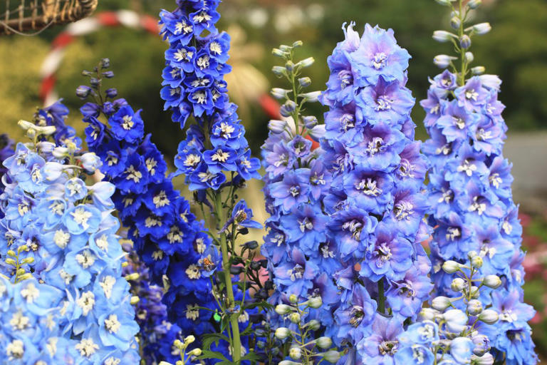 7 plants gardeners should always cage for healthier growth and more ...