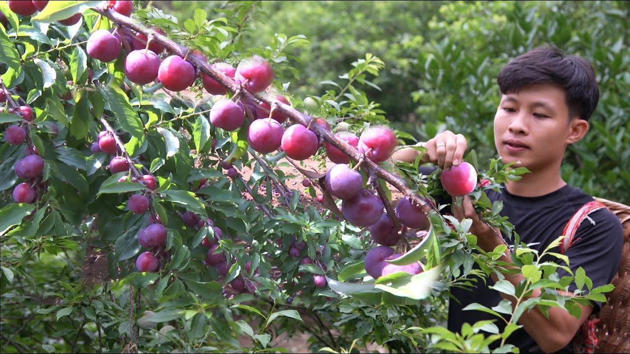 Off-grid gardening, harvesting, and selling produce
