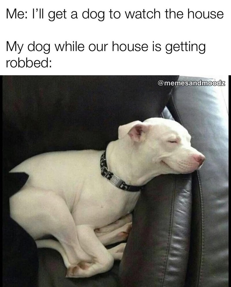 23 sweet animal memes putting the aww in awwdorable
