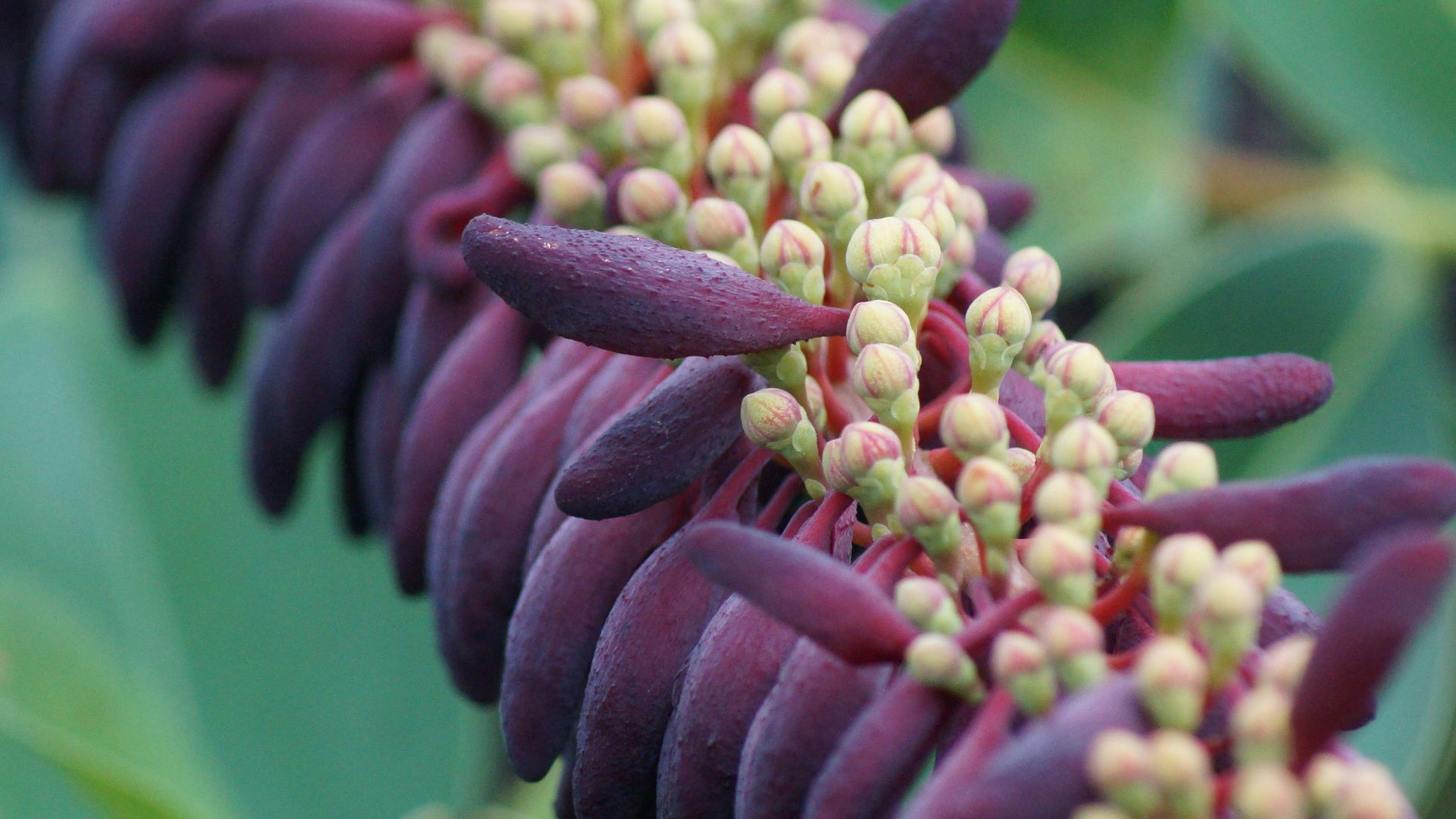 20 fruits you didn’t know about