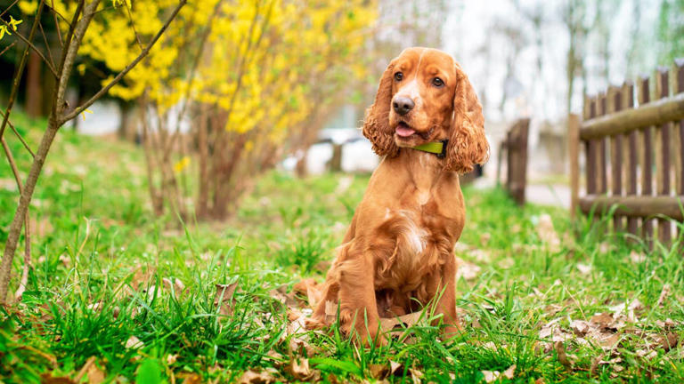 Prince William and Kate Middleton officially introduce new cocker ...