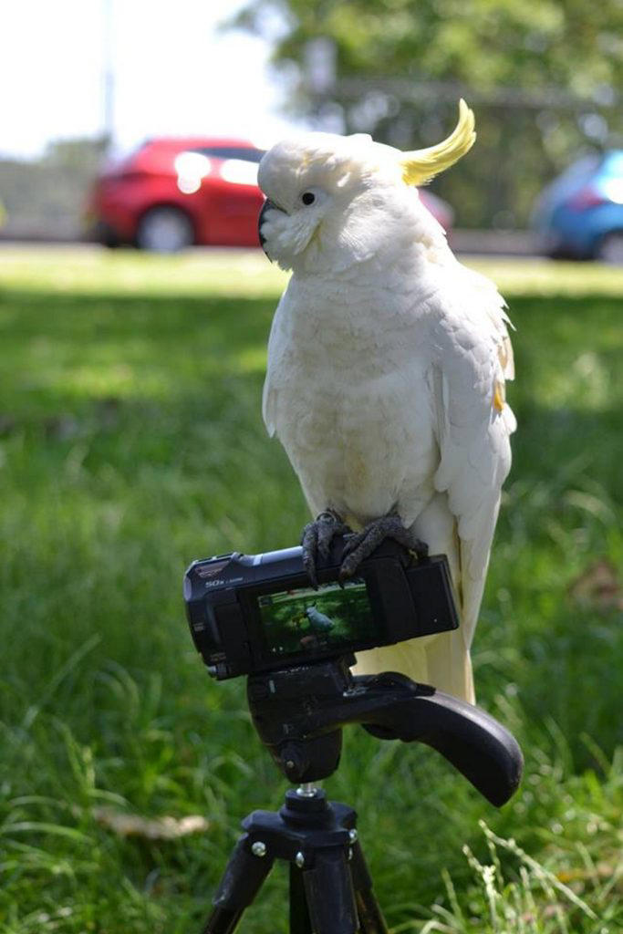 Wild parrots learn what’s safe to eat by watching friends