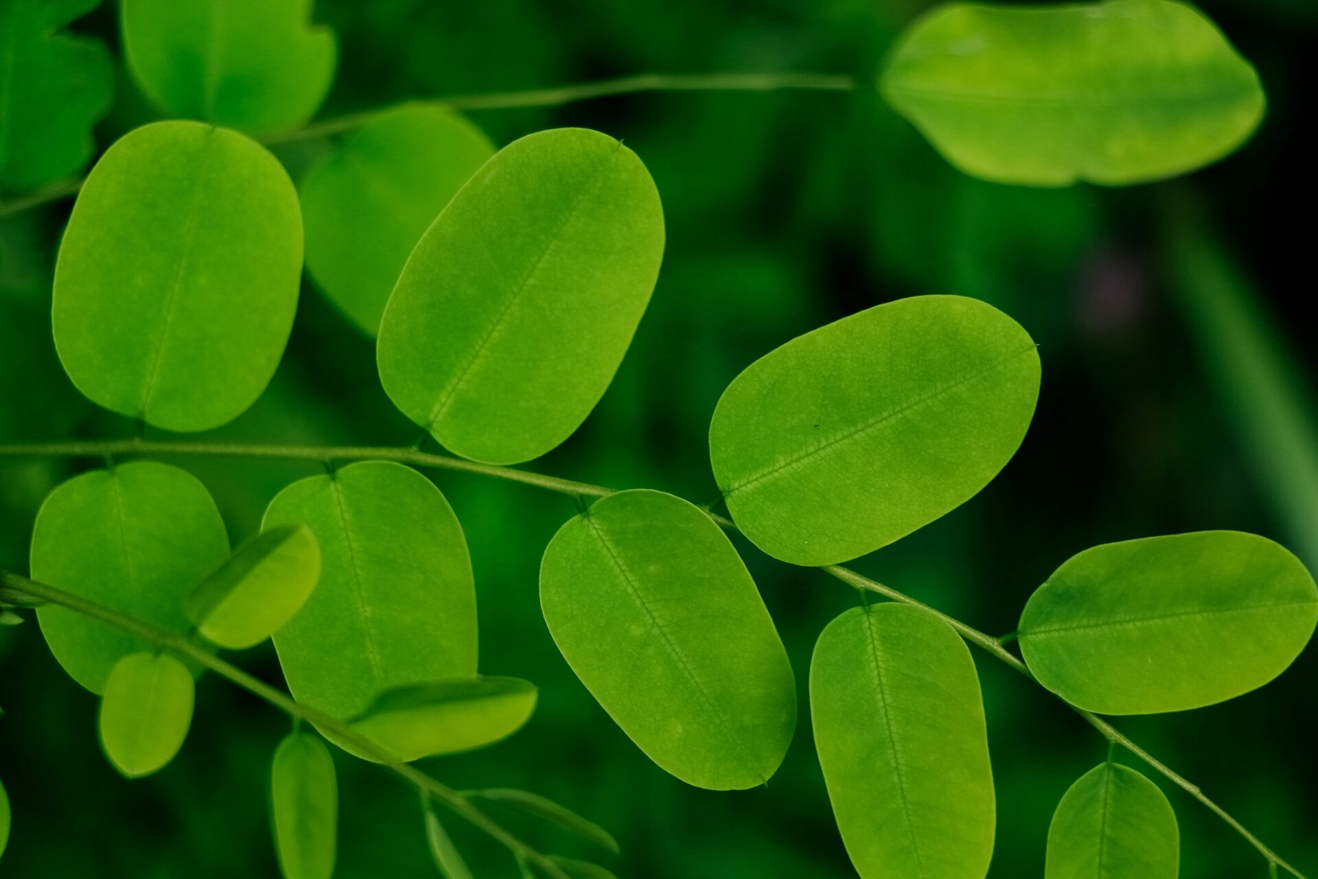 The tree that purifies water of microplastics