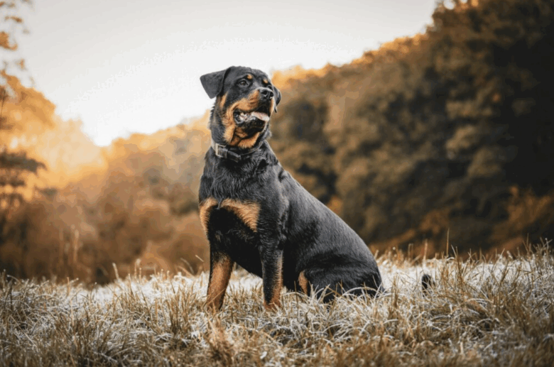 10 dog breeds known for protective instincts