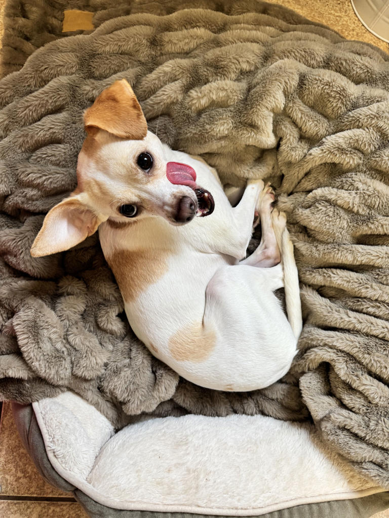 Page Six staffers (and their pets) can't get enough of these viral blankets