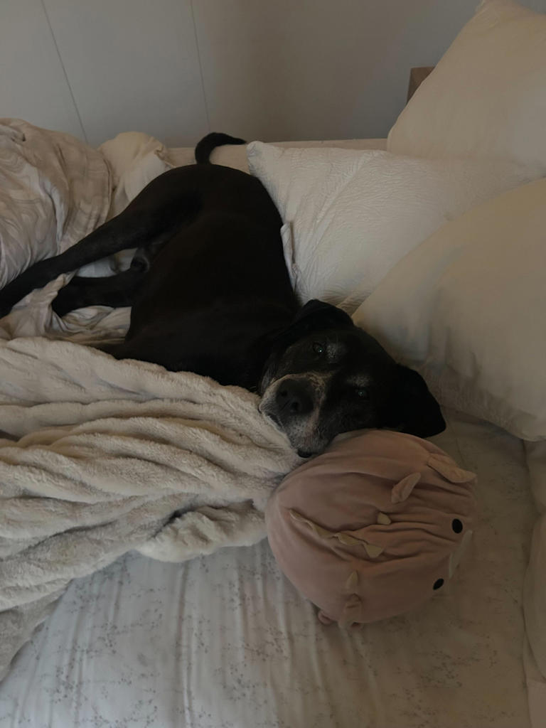 Page Six staffers (and their pets) can't get enough of these viral blankets