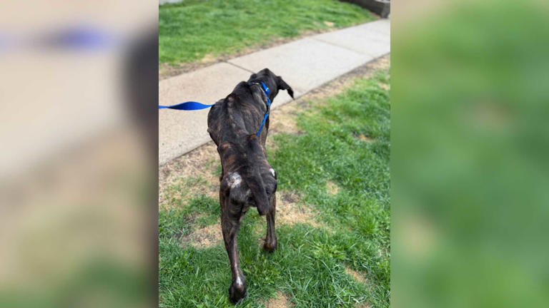 Officials seek info about stray, sickly dog found in Boston