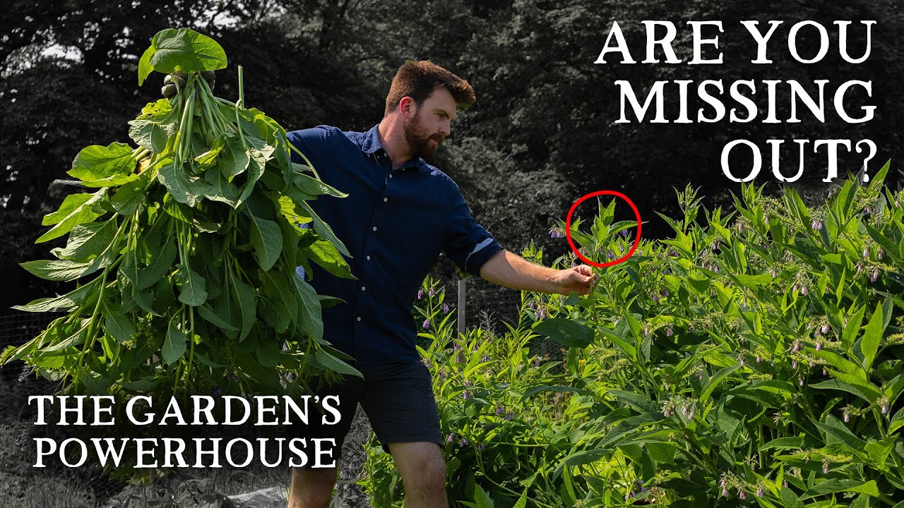 Why you must grow comfrey!