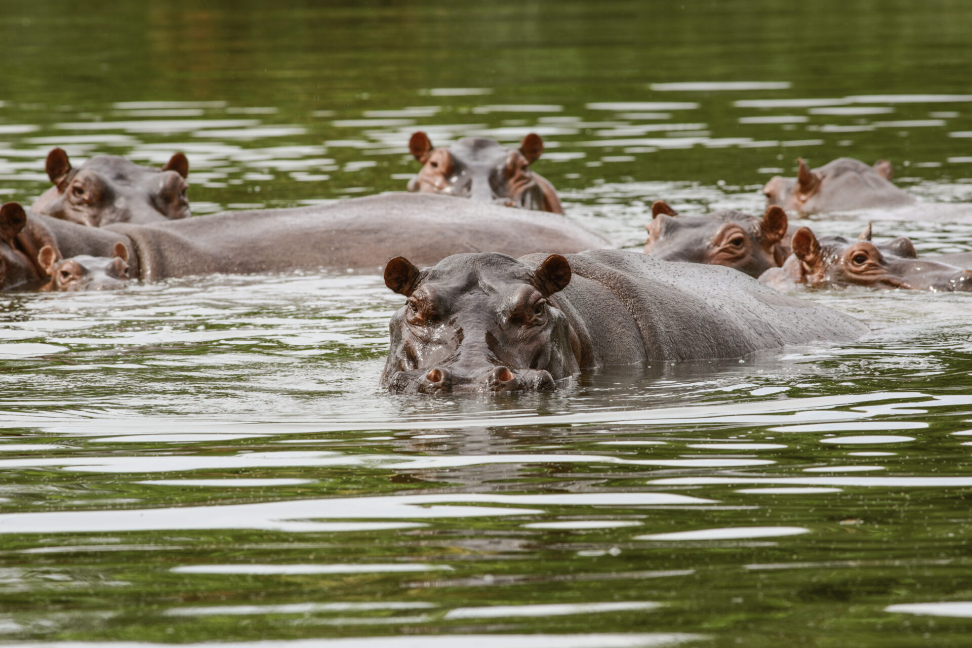 These animals can essentially live forever