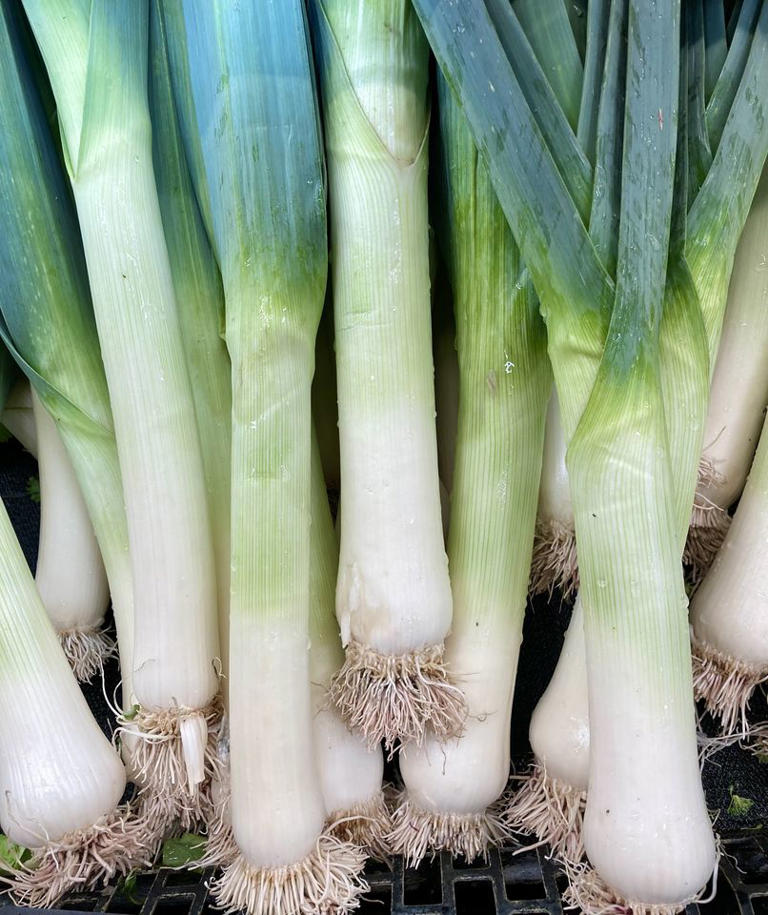 11 best companion plants for summer squash