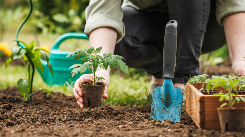The safest way to repot growing tomato plants for an abundant harvest