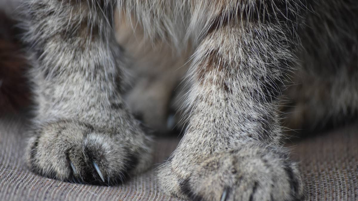 Huge savannah cat looks like a cute house cheetah—then his Maine coon ...