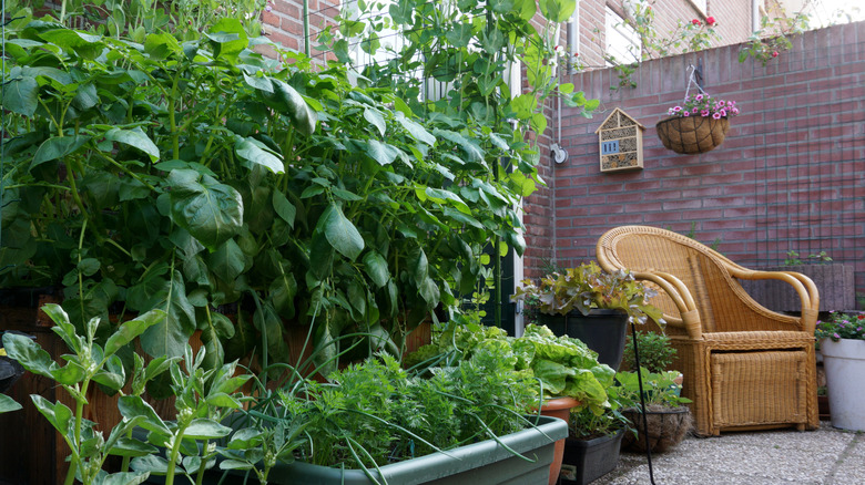 Companion planting mistakes everyone makes & how to avoid them