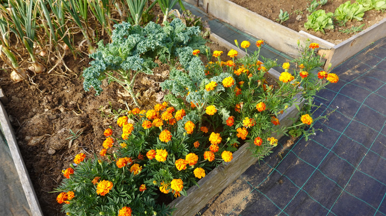 Companion planting mistakes everyone makes & how to avoid them