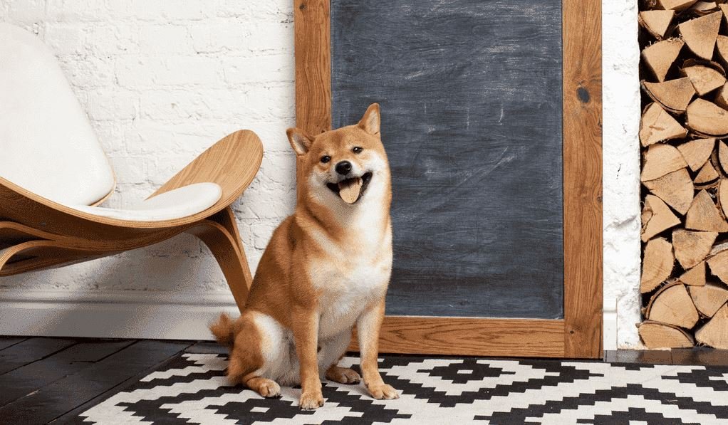 8 dog breeds so obedient they feel like a dream to own