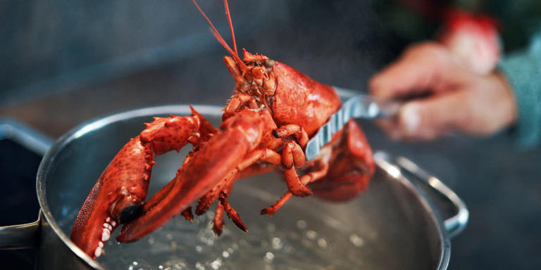 Scientists want to ban boiling lobsters alive—here’s what that means ...