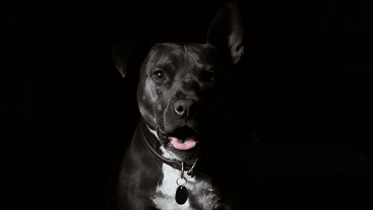 You hurt your dog's feelings without knowing it, but he shows you with ...