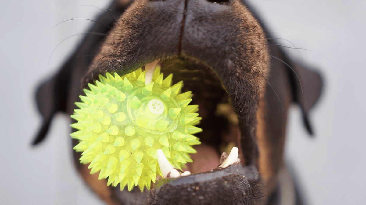The 9 secrets veterinarians want you to know about your dog's health