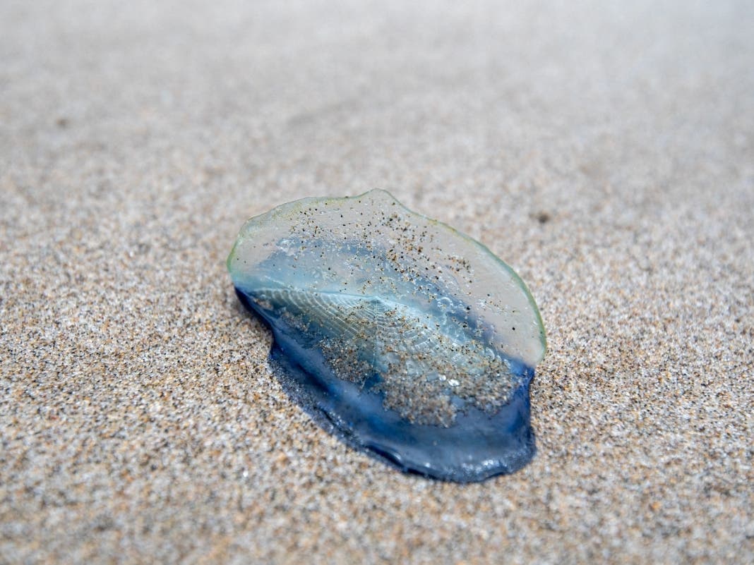 Mysterious creatures washing up on NorCal beaches + massive sea lion at ...