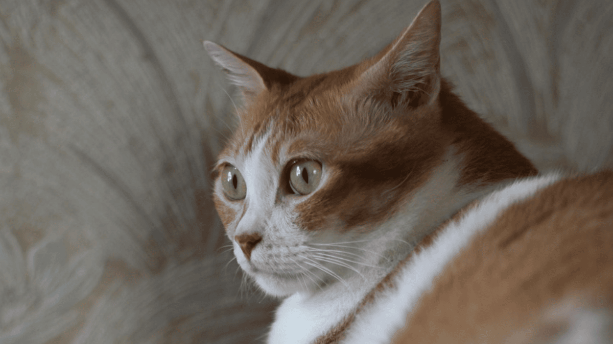When to take your cat to the vet: 6 signs you shouldn't ignore
