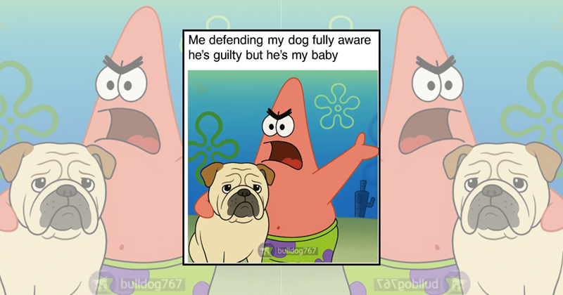 22 delightfully chaotic pawparent memes for pet parents who treat fur ...