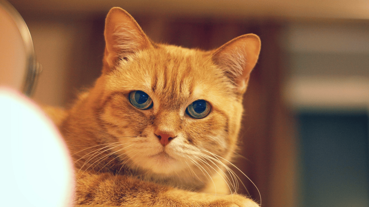 12 things cats do when they're in pain (even if they don't show it)
