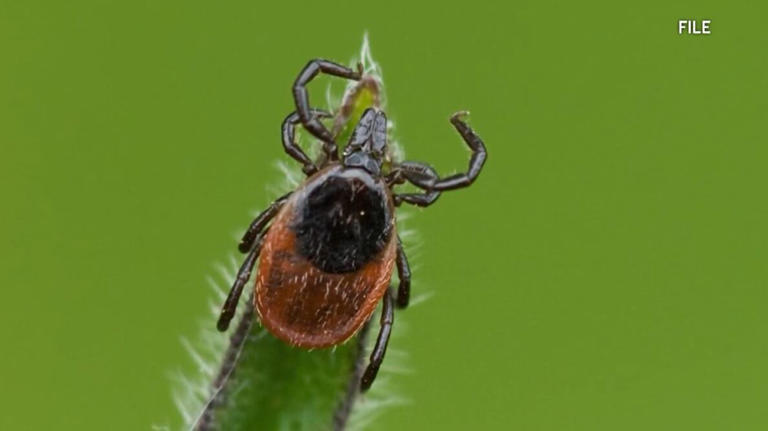Doctor’s advice to prevent tick bites