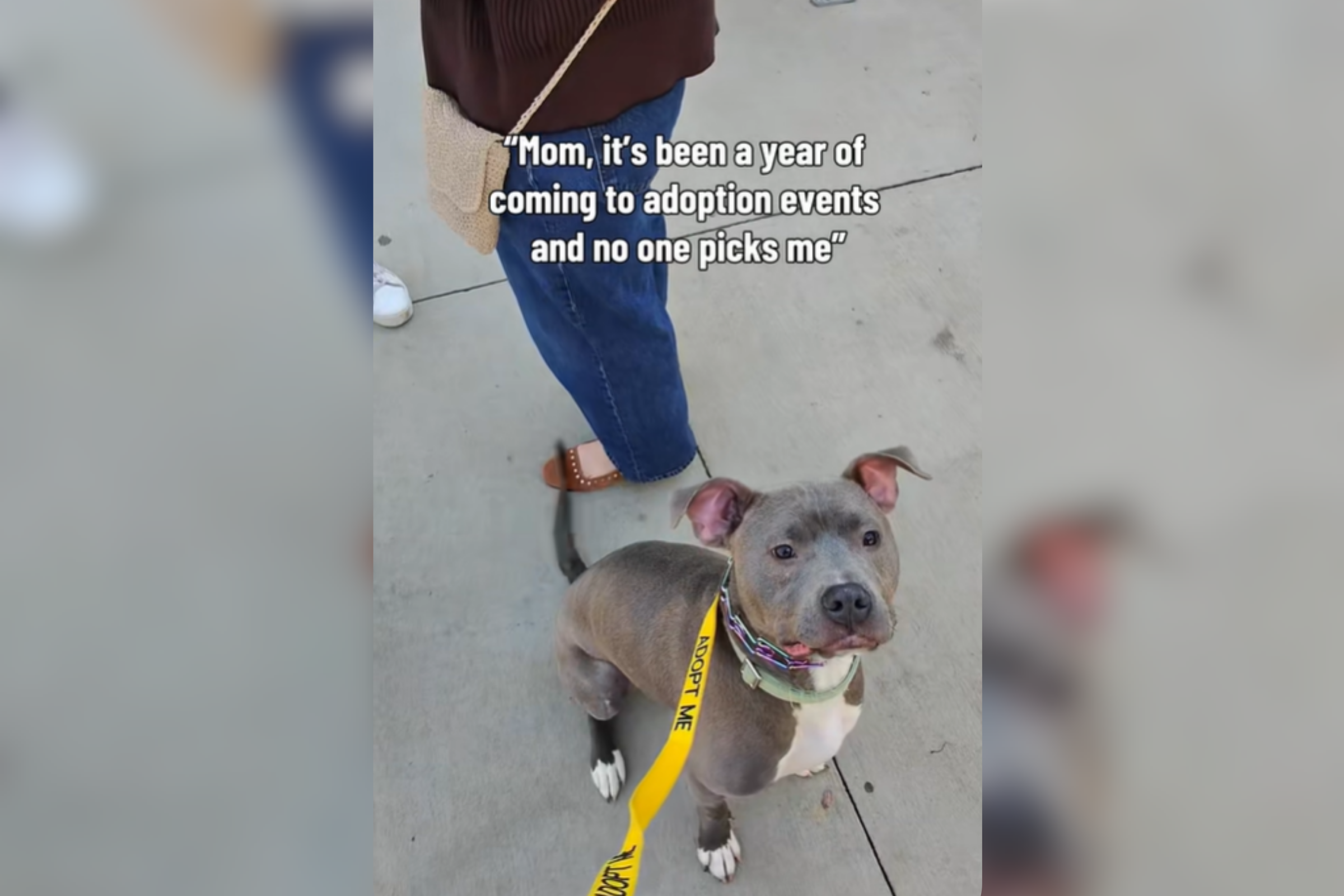 Rescue dog attends adoption events for a year, hearts break at his reality