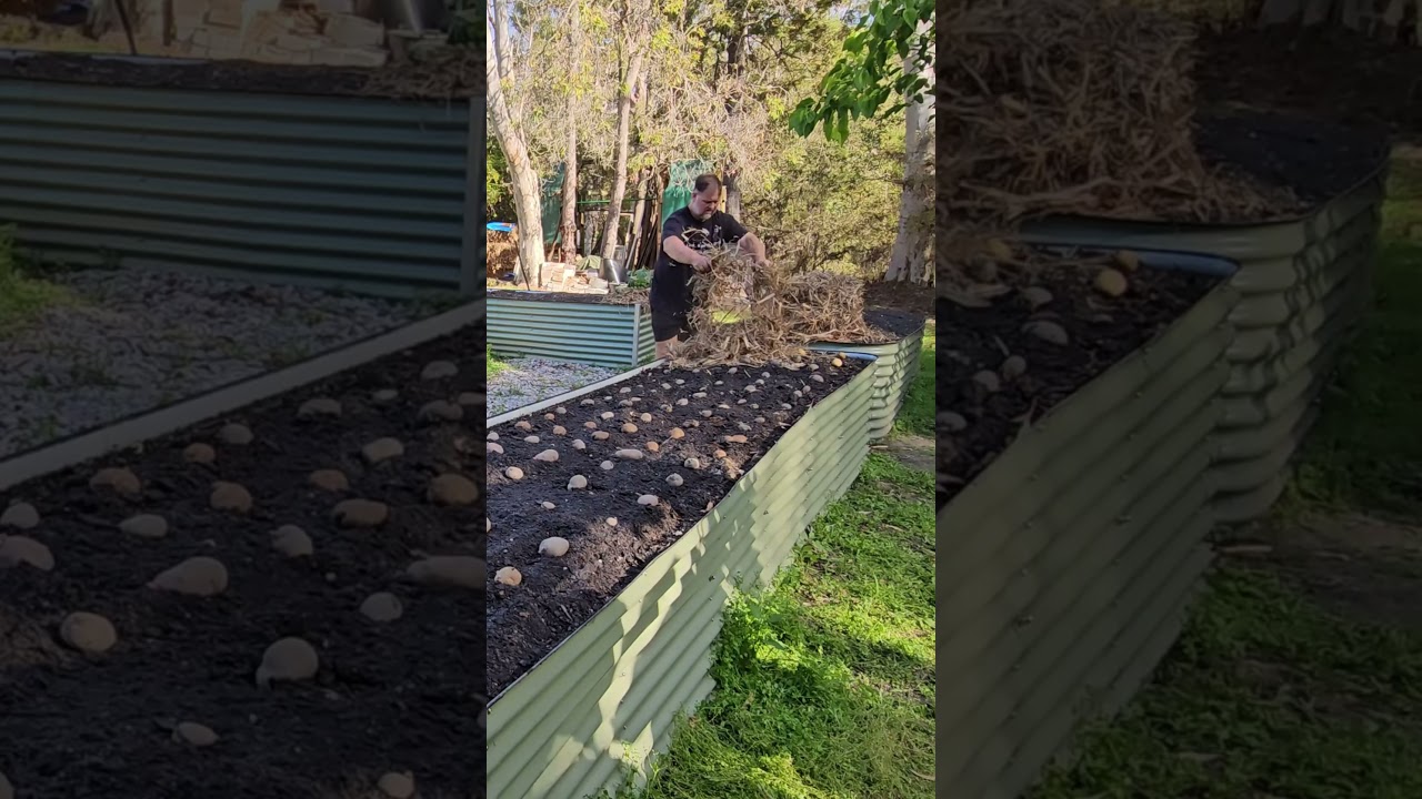 What happens when you surface lay potatoes?