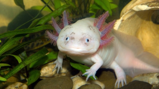 10-year-old girl discovers critically endangered axolotl over 5,000 ...