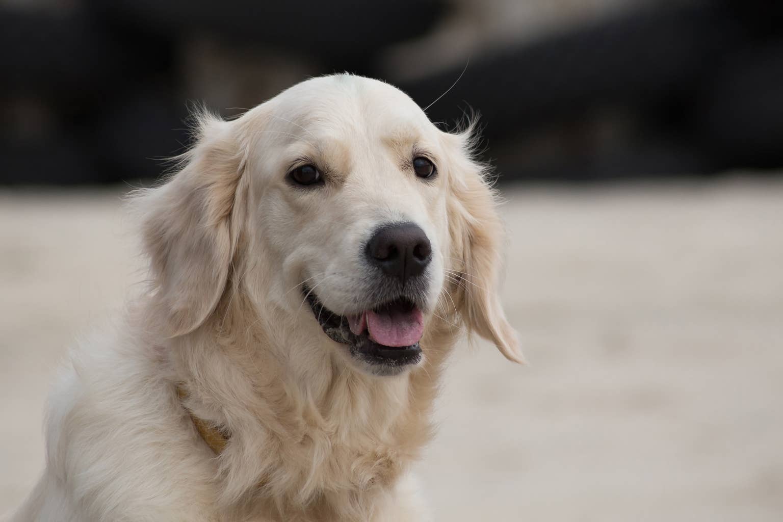 Tiny bird uses golden retriever’s fur to build a nest—and he just lets ...