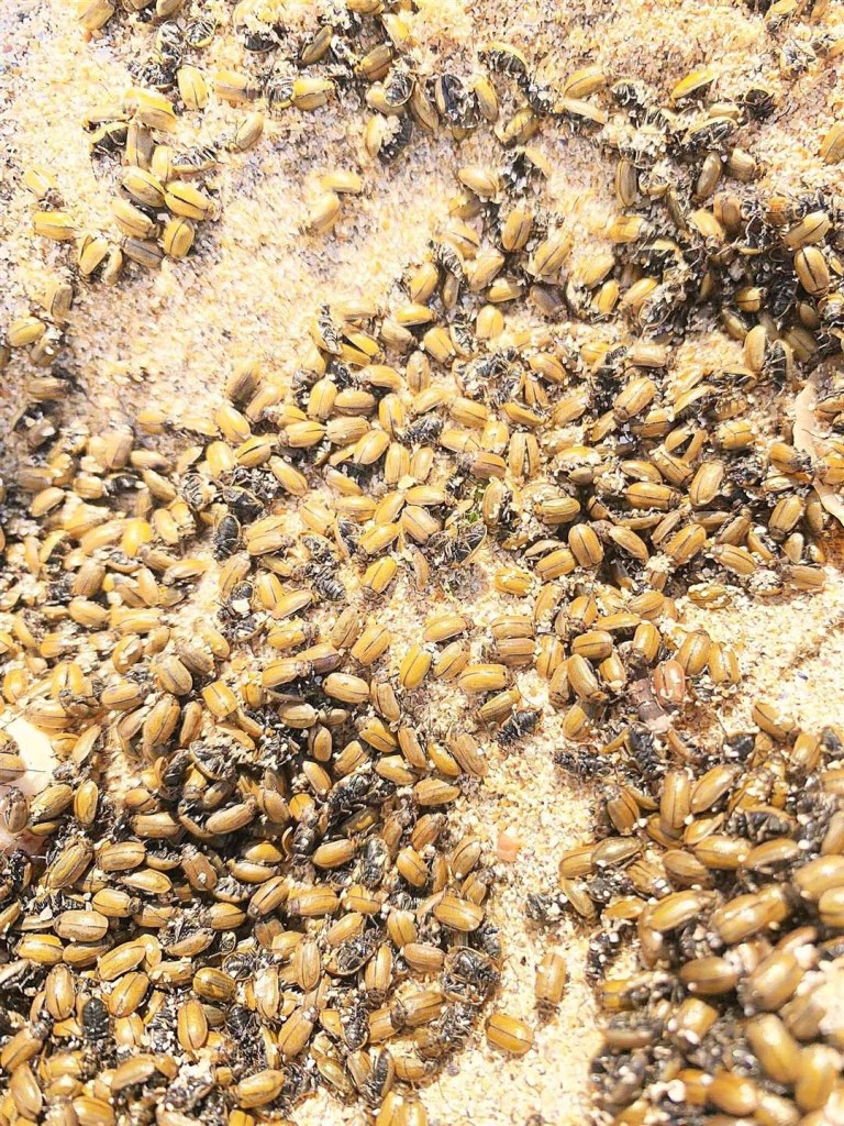 Beetle invasion swarm beaches with billions of dead insects